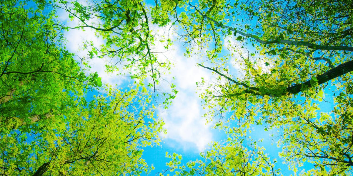 El aire puro y el oxígeno para la vida - Veosalud.com